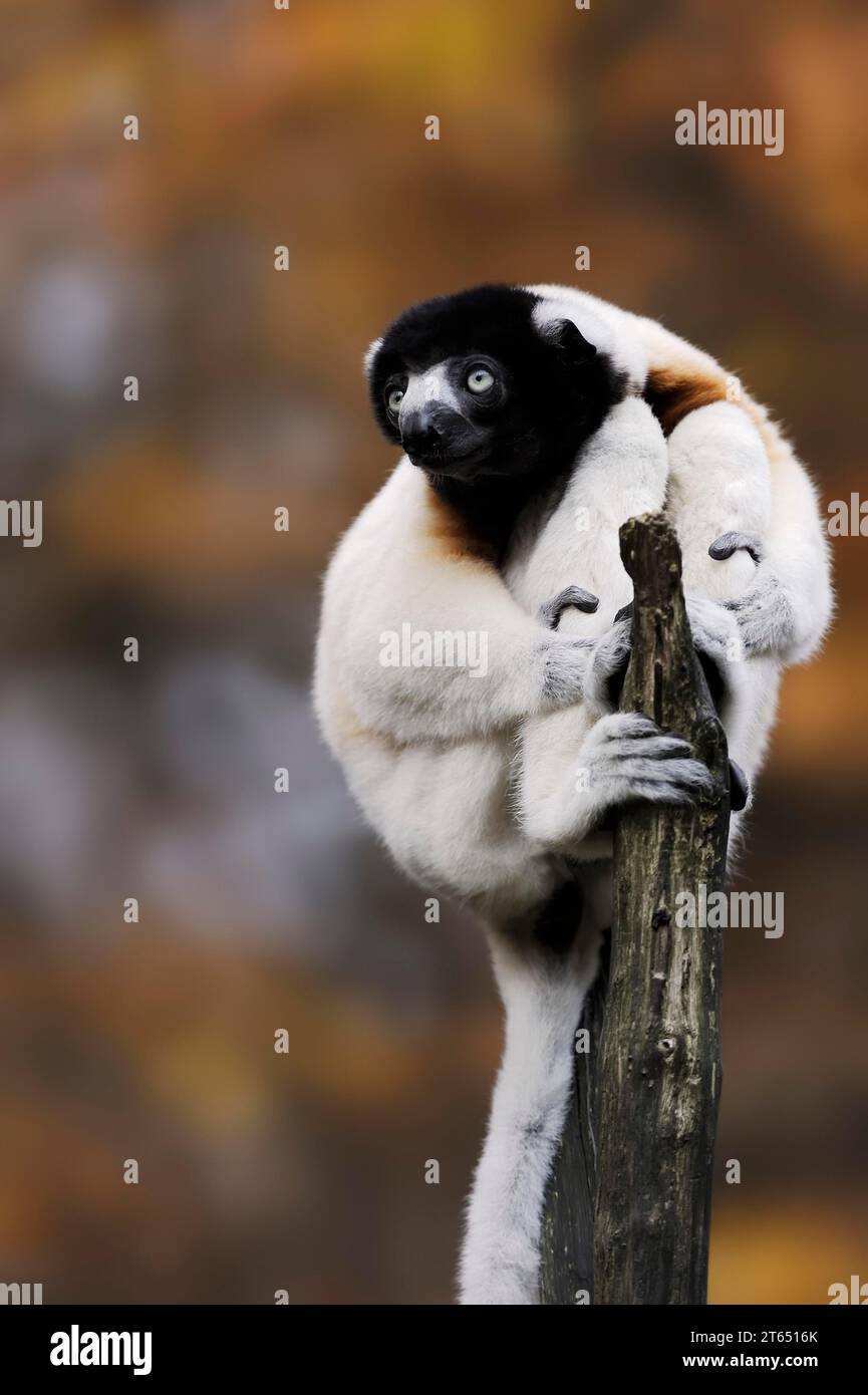 Crowned sifaka (Propithecus coronatus), captive, occurring in ...