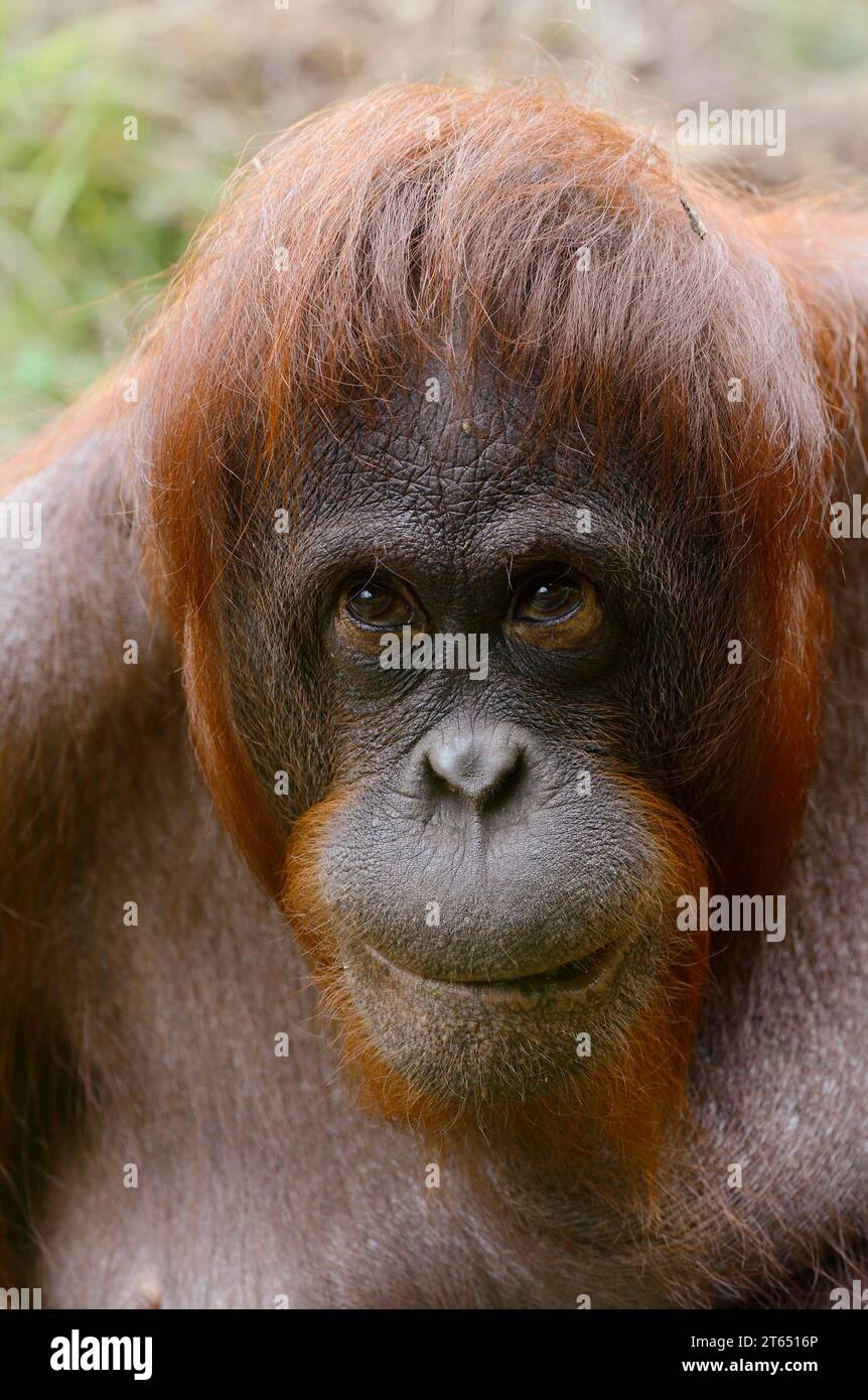 Bornean orangutan (Pongo pygmaeus), captive, occurring on Borneo ...