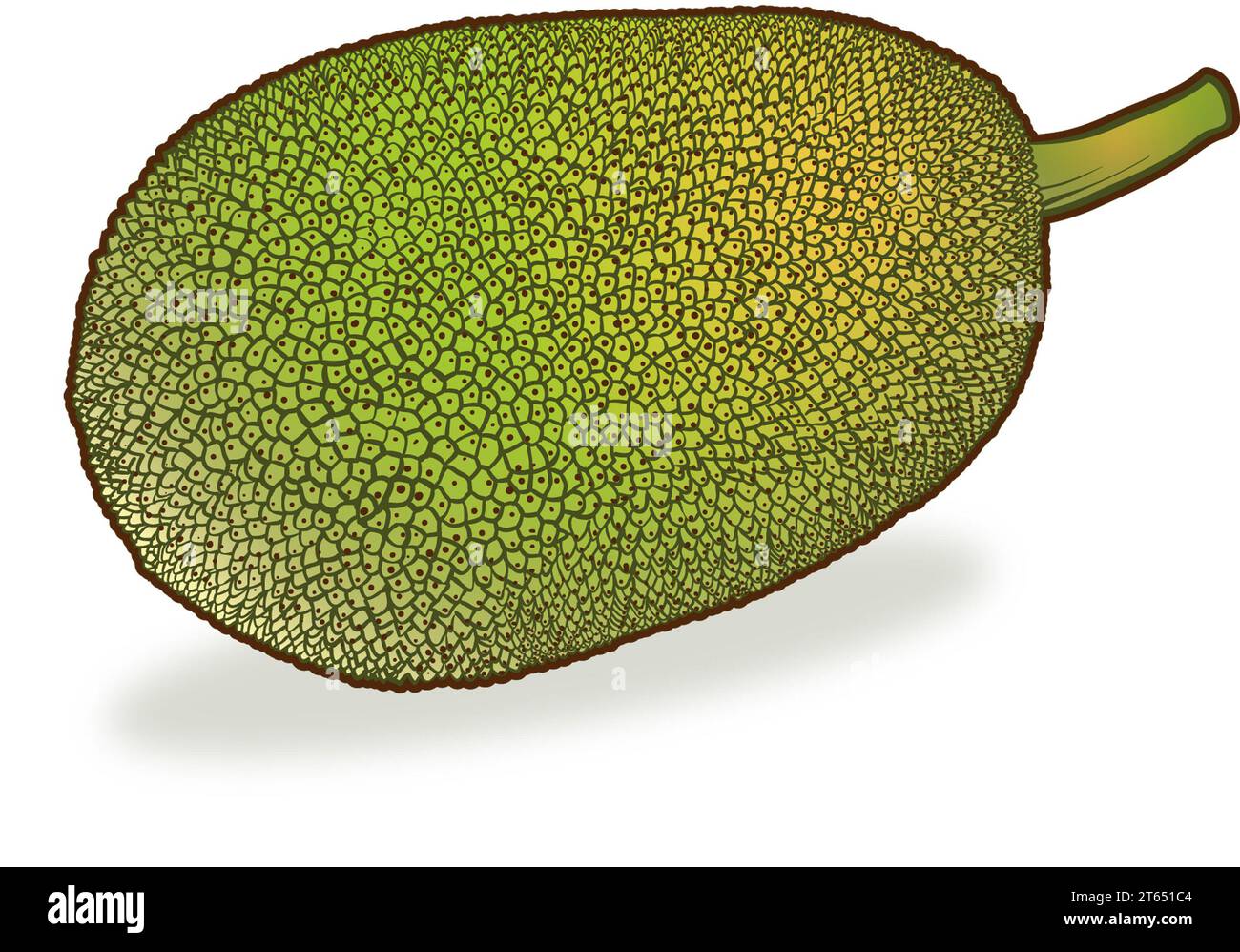 Art of outside of a jackfruit jack fruit (Artocarpus heterophyllus) the ...