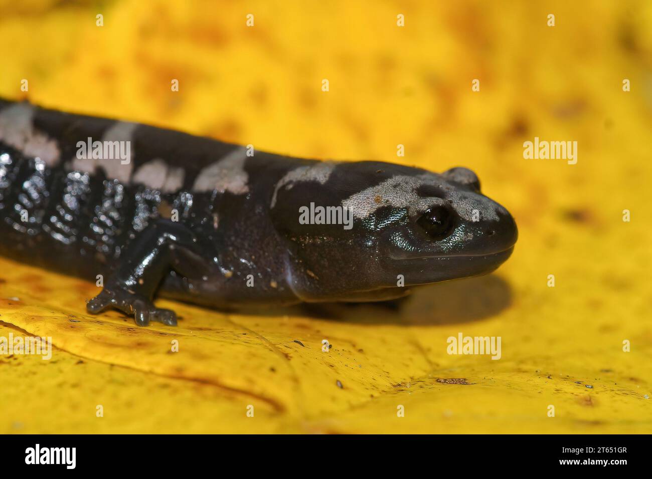 Natural closeup on an adult black and white North American Marbled ...