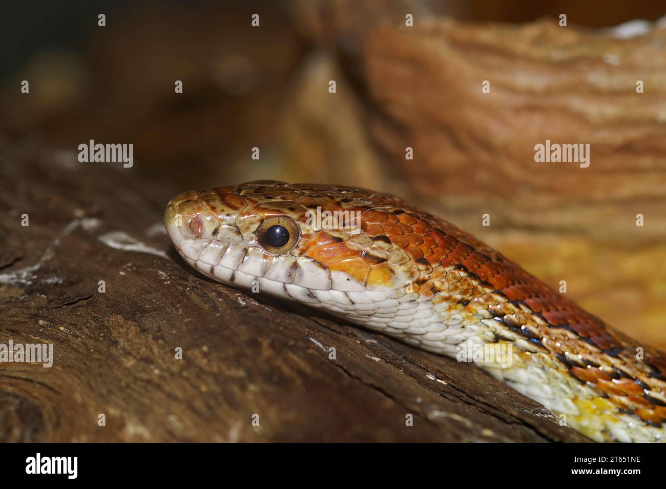 Detailed closeup on the head of a Corn snake, Pantherophis guttatus ...