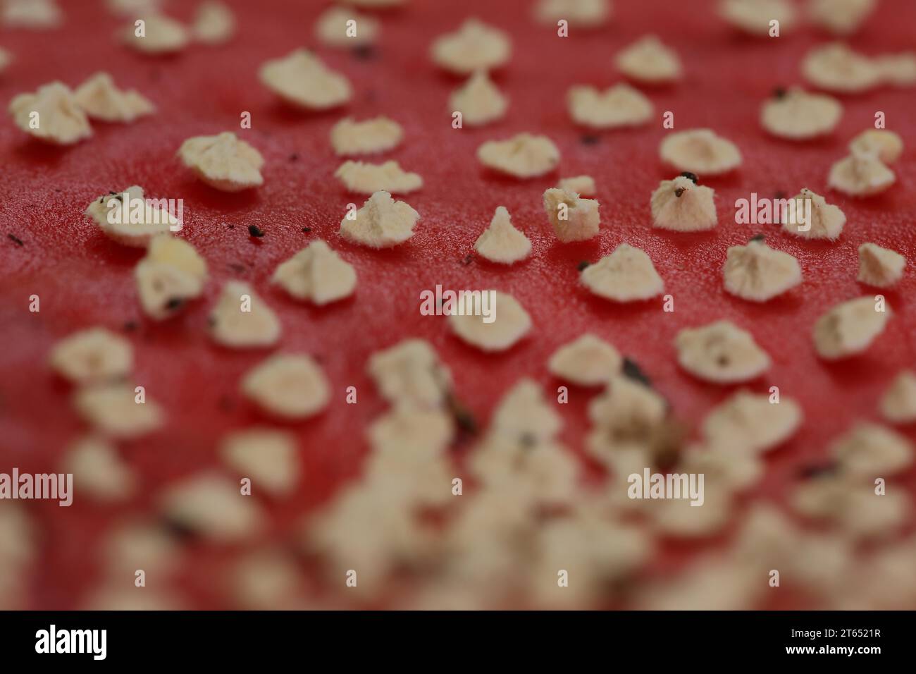 Fly agaric (Amanita muscaria), mushroom hat, detail, macro, pattern ...