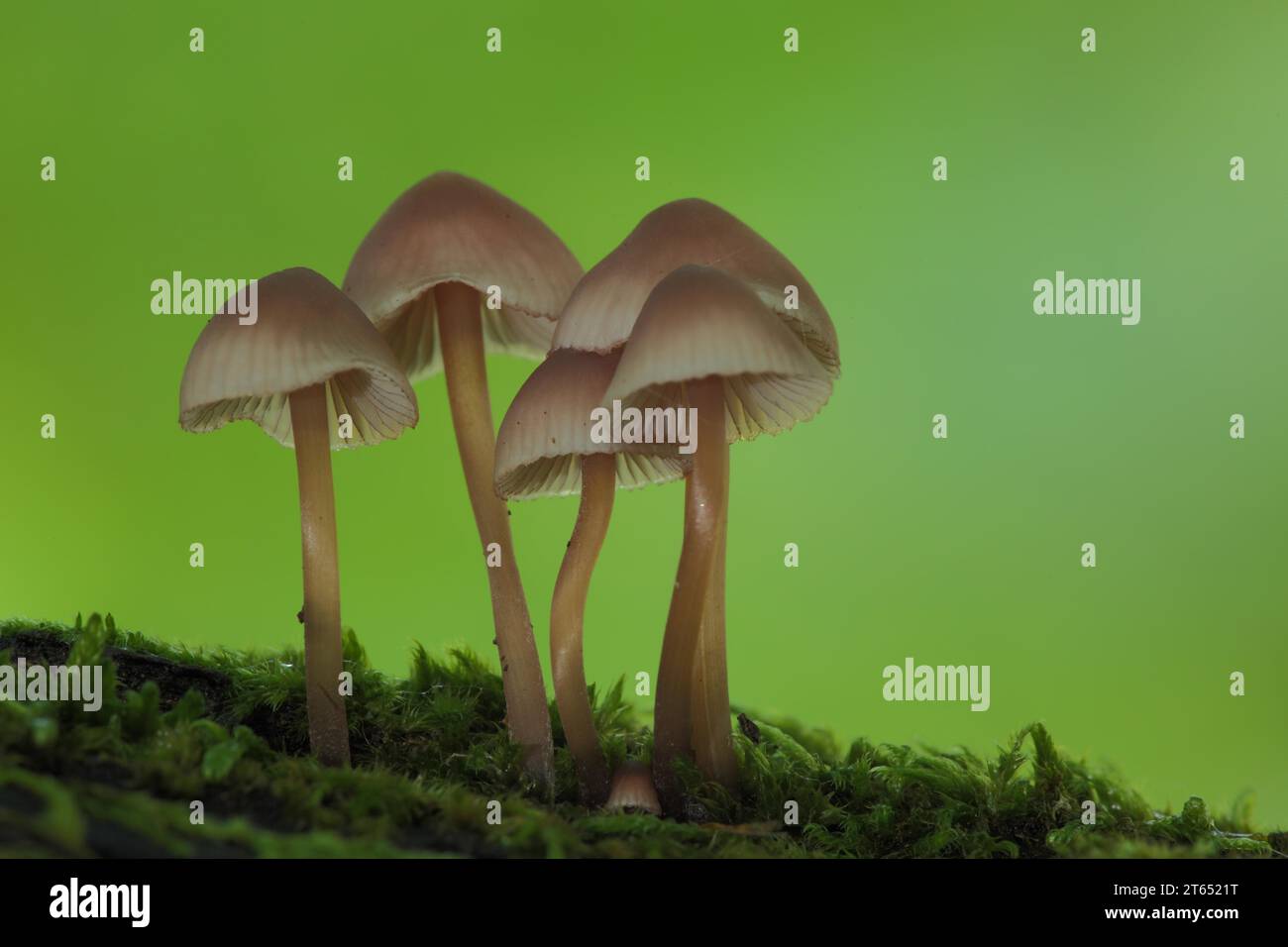 Group of bleeding fairy helmet (Mycena haematopus) in moss, five, small ...