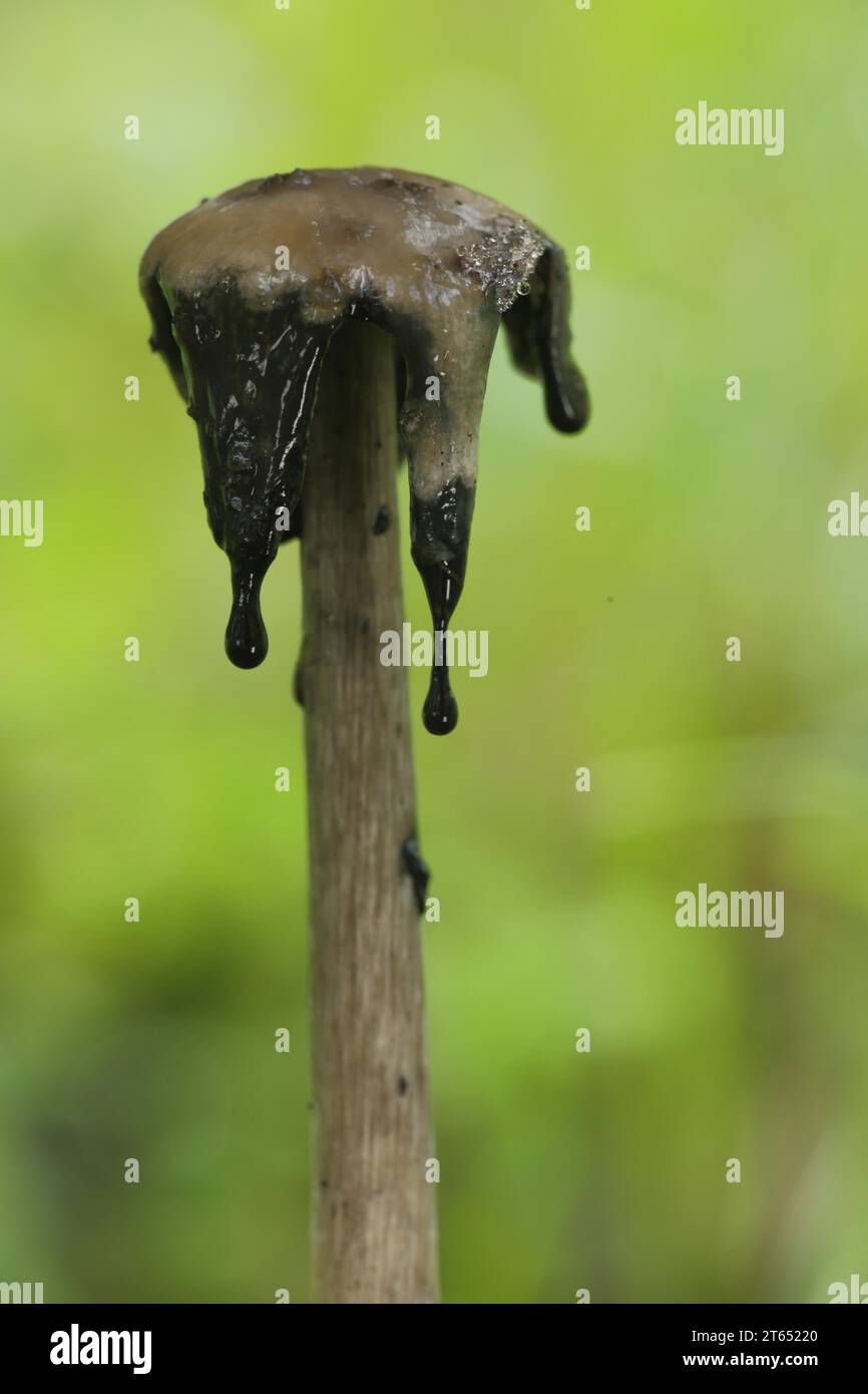 Old shaggy ink cap (Coprinus comatus), black, drop, melted, melted ...