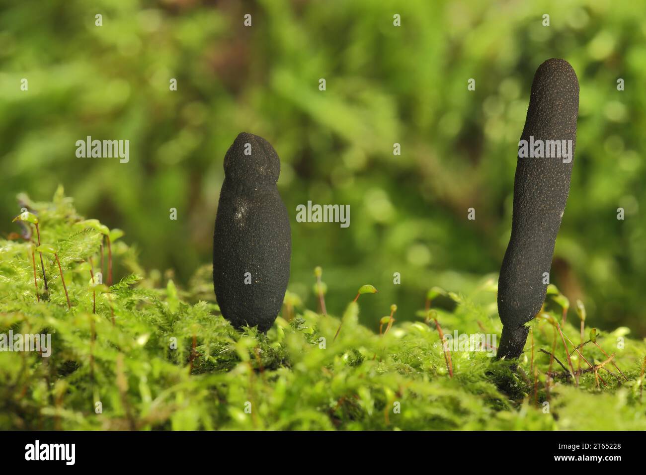 Two dead man's fingers (Xylaria polymorpha) in a moss, variable wood ...