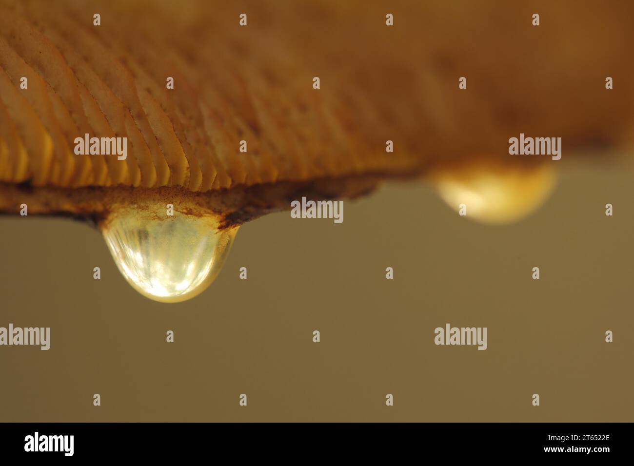 Guttation droplets on a golden furry mushroom (Pholiota aurivella ...