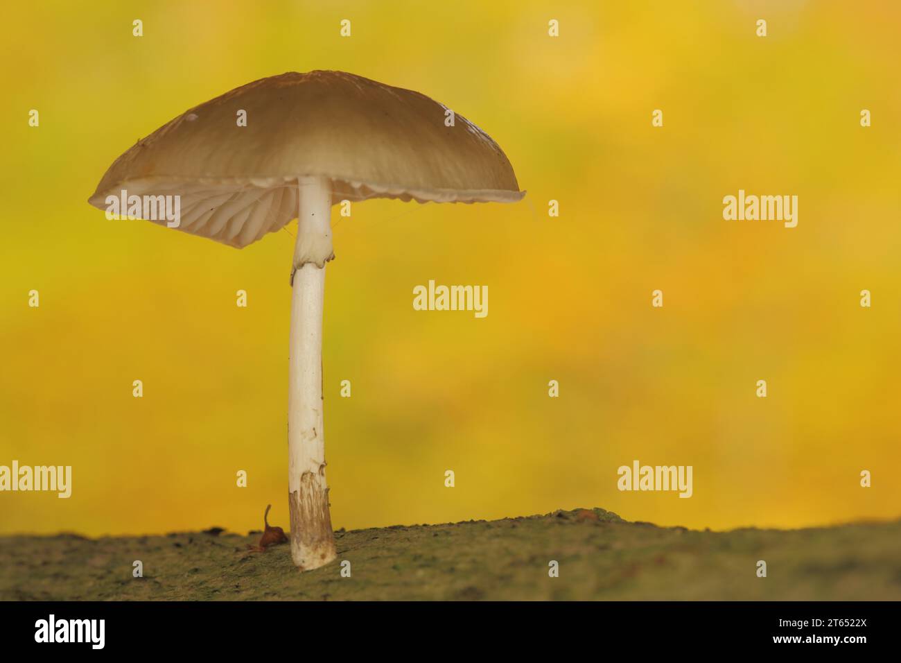 Beech slime mould hi-res stock photography and images - Alamy