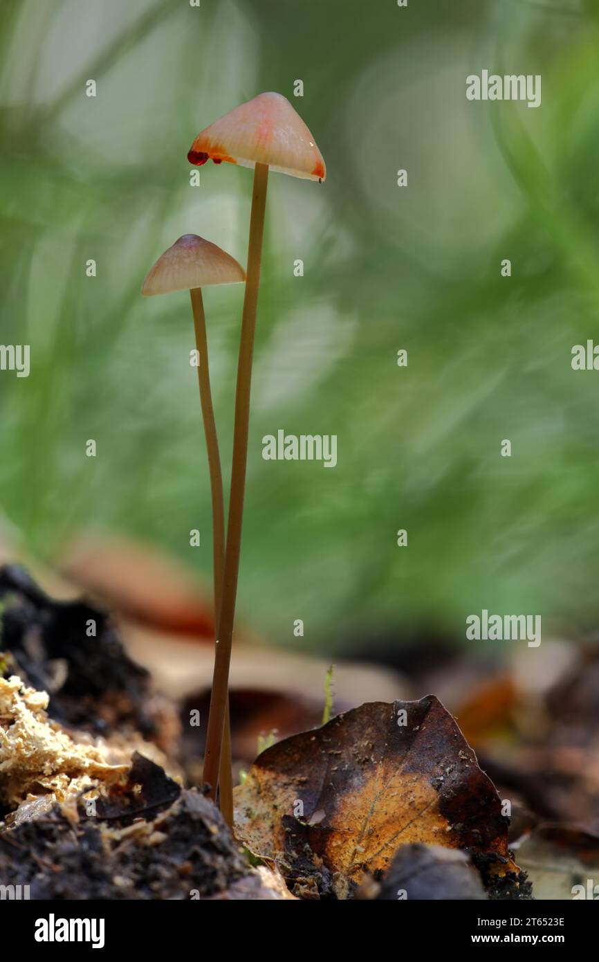 Bleeding fairy helmet (Mycena haematopus), two, red, drop, blood drop ...