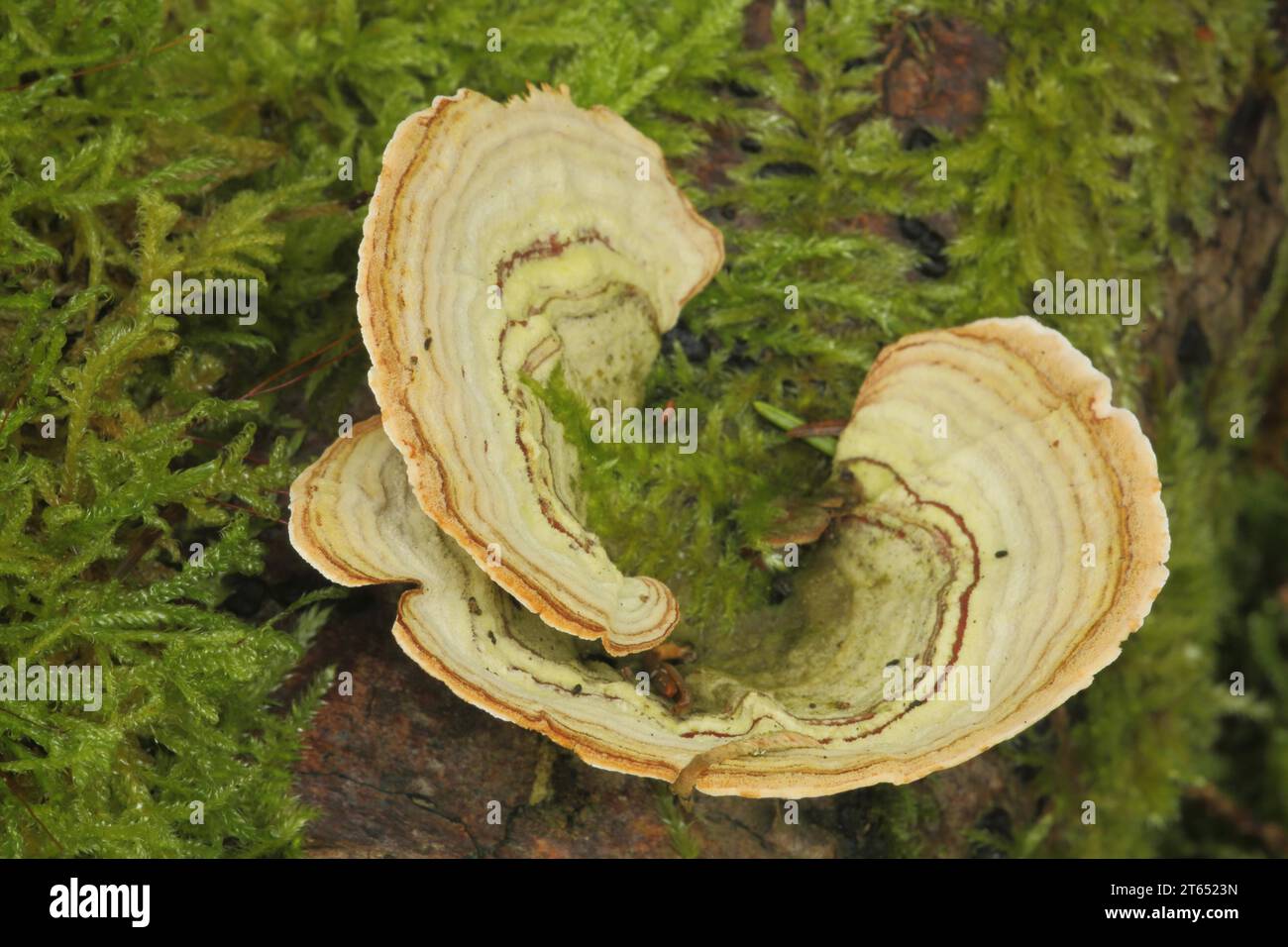 Butterfly tramete (Trametes versicolor), tree fungus, tree fungus, tree ...