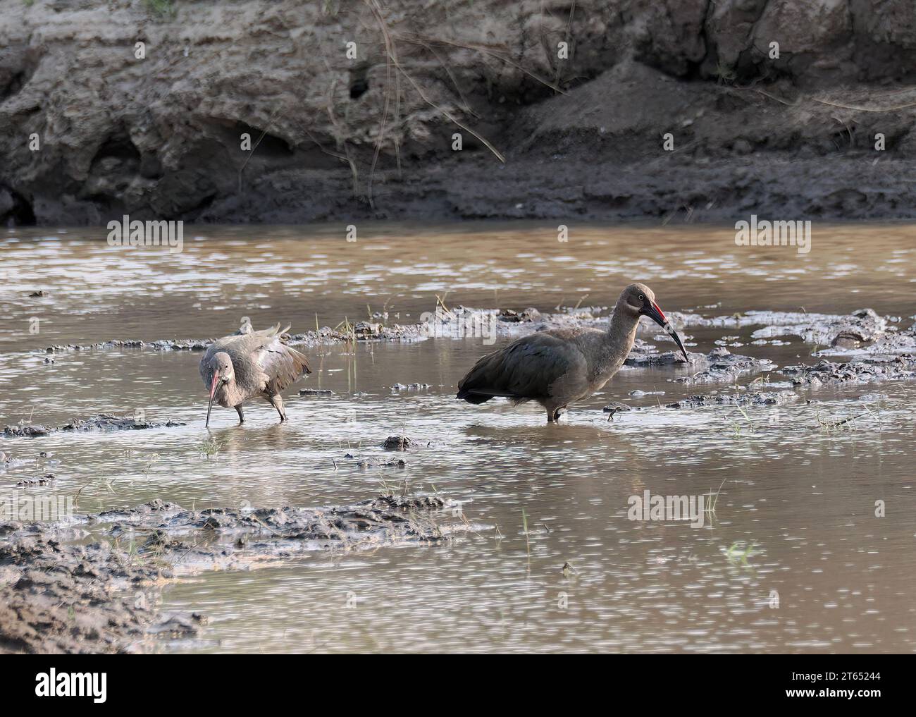 Hadada ibis, hadeda ibis, Hagedasch, Ibis hagedash, Bostrychia hagedash ...
