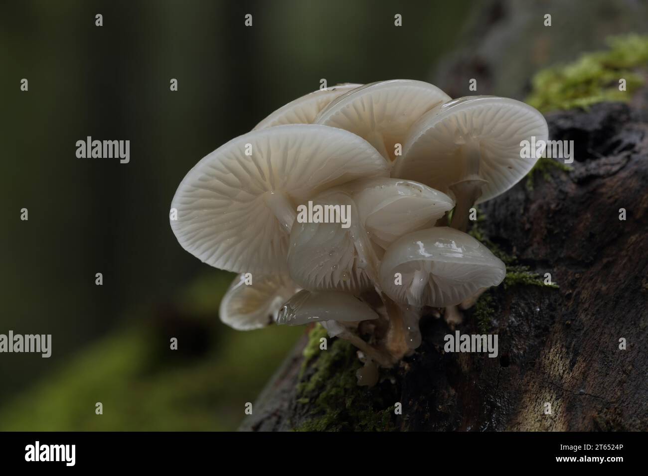 Fungus root hi-res stock photography and images - Alamy