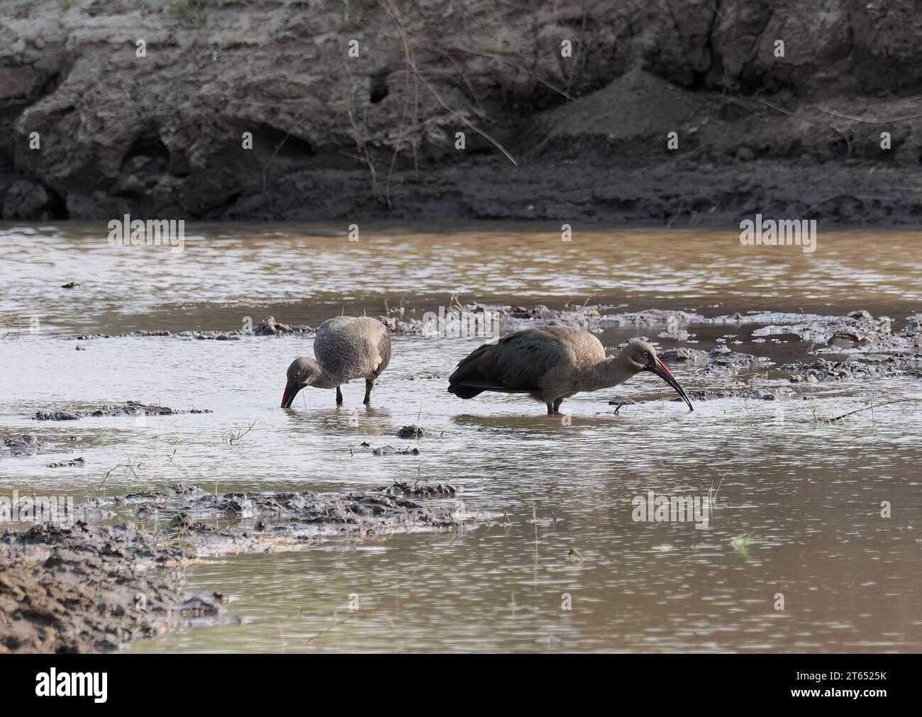 Hadada ibis, hadeda ibis, Hagedasch, Ibis hagedash, Bostrychia hagedash ...