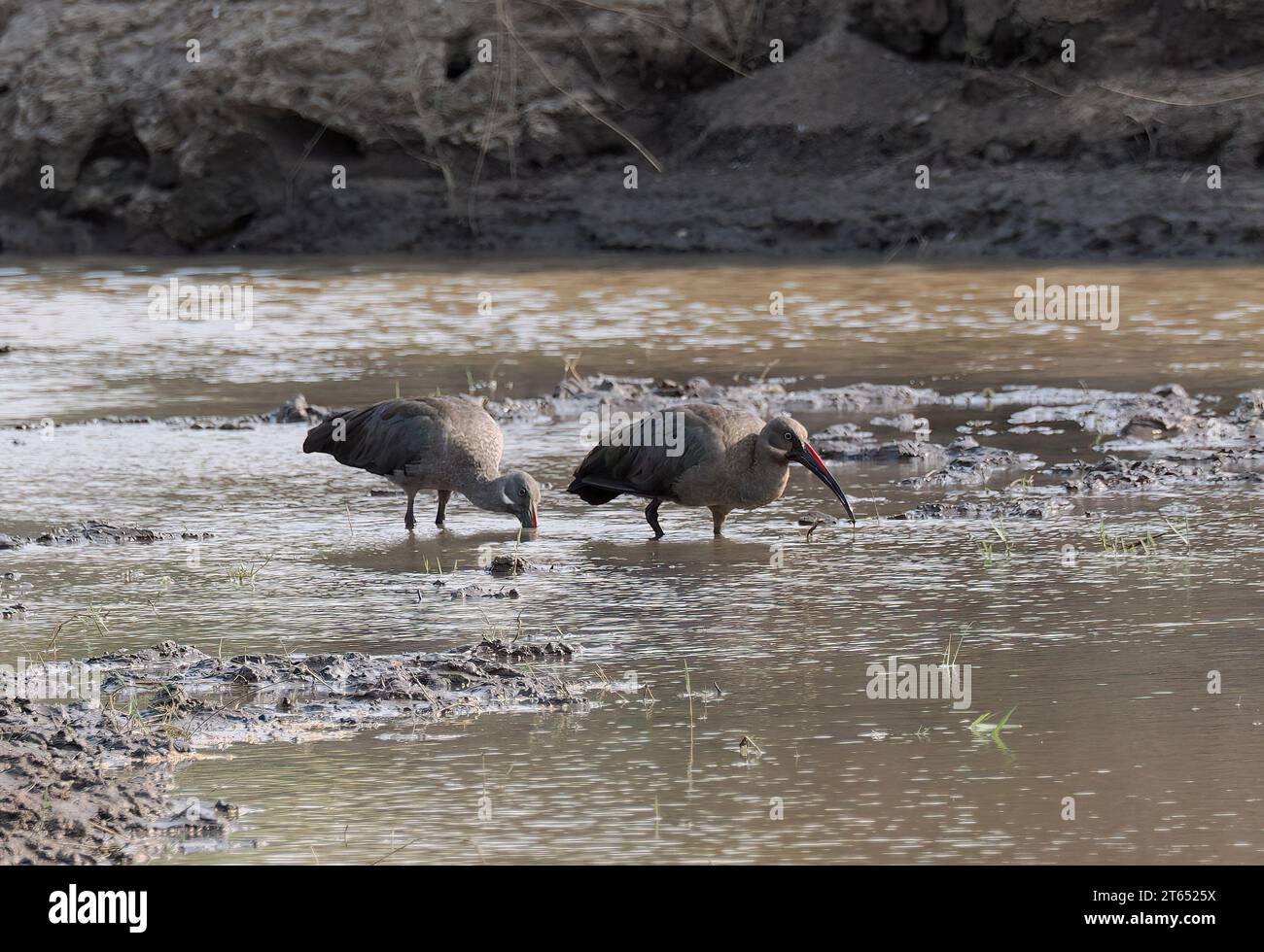 Hadada ibis, hadeda ibis, Hagedasch, Ibis hagedash, Bostrychia hagedash ...
