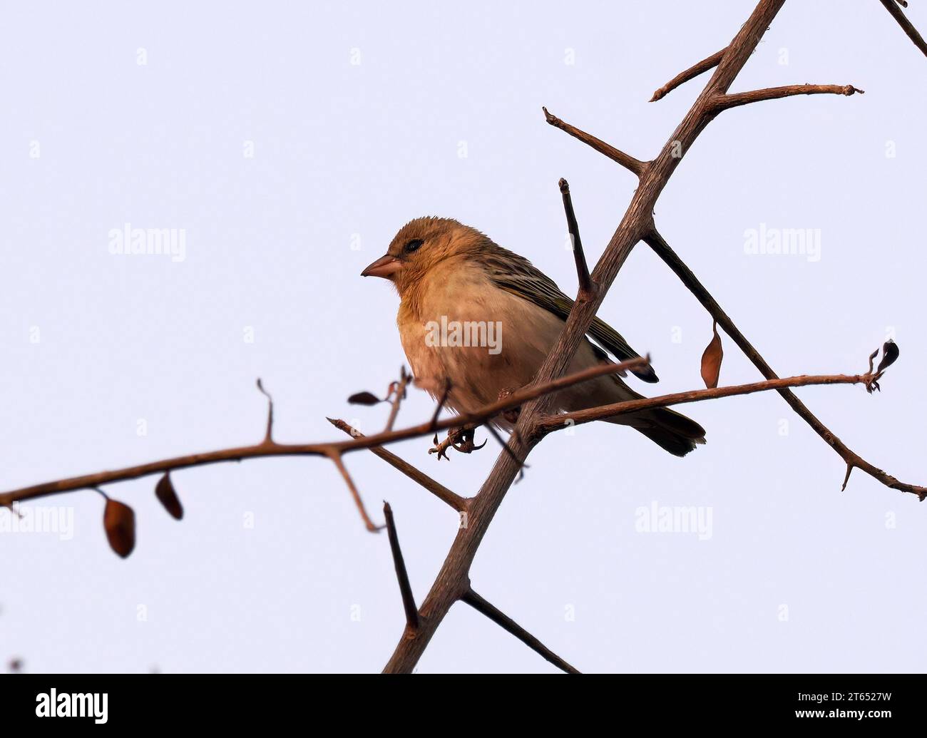 Southern masked weaver, Maskenweber, Tisserin à tête rousse, Ploceus ...