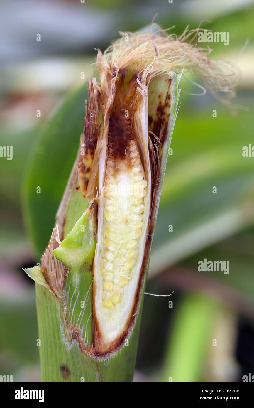 Bacterial Stalk Rot of Corn, maize disease caused by bacteria of the ...