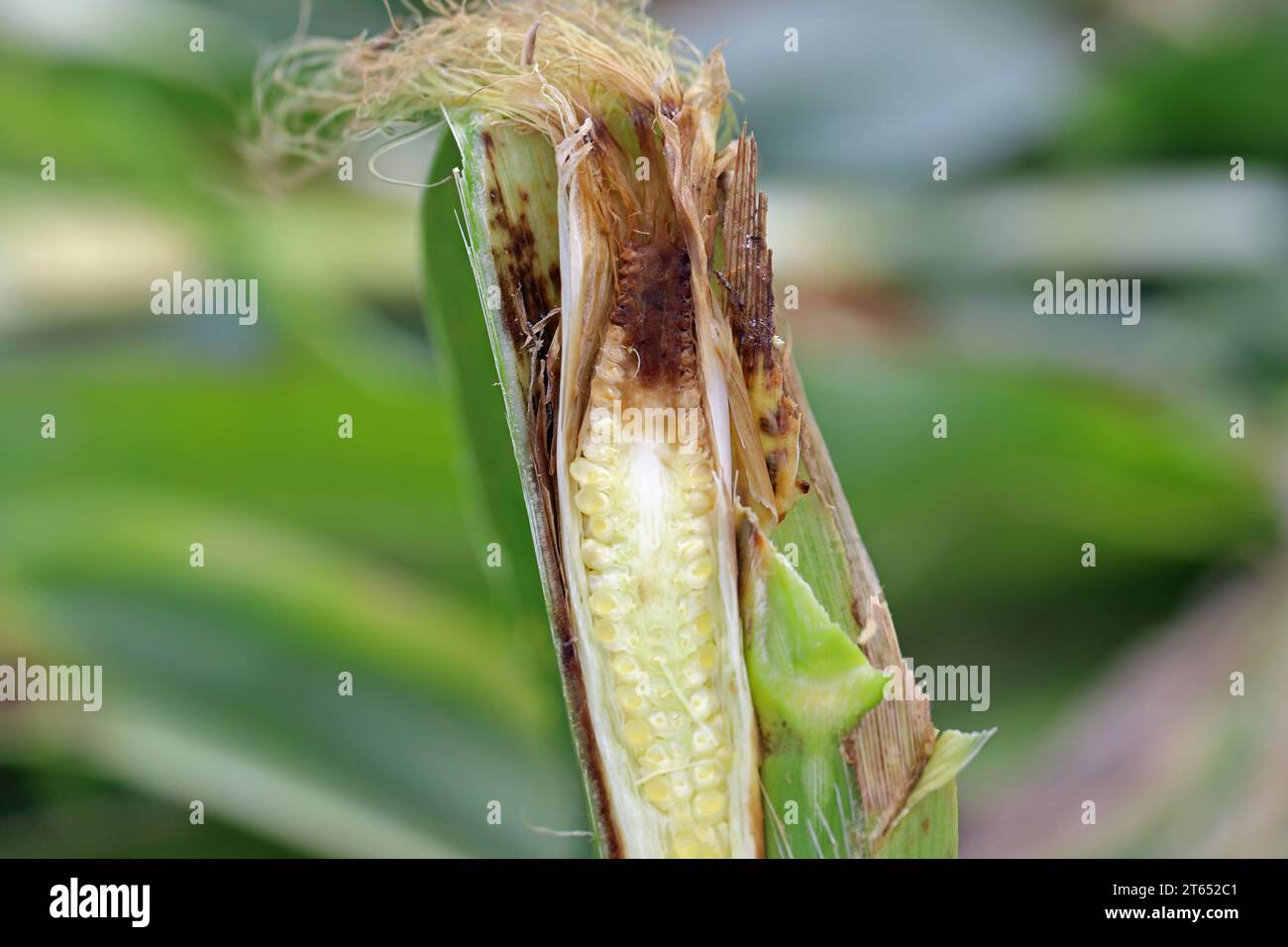 Bacterial Stalk Rot of Corn, maize disease caused by bacteria of the ...
