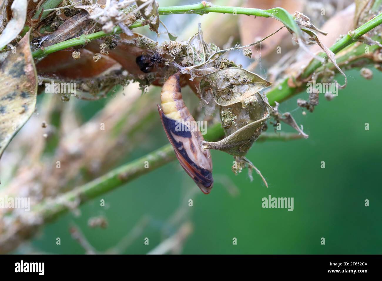 Pupa of the box tree moth - Cydalima perspectalis in nature. It is an ...