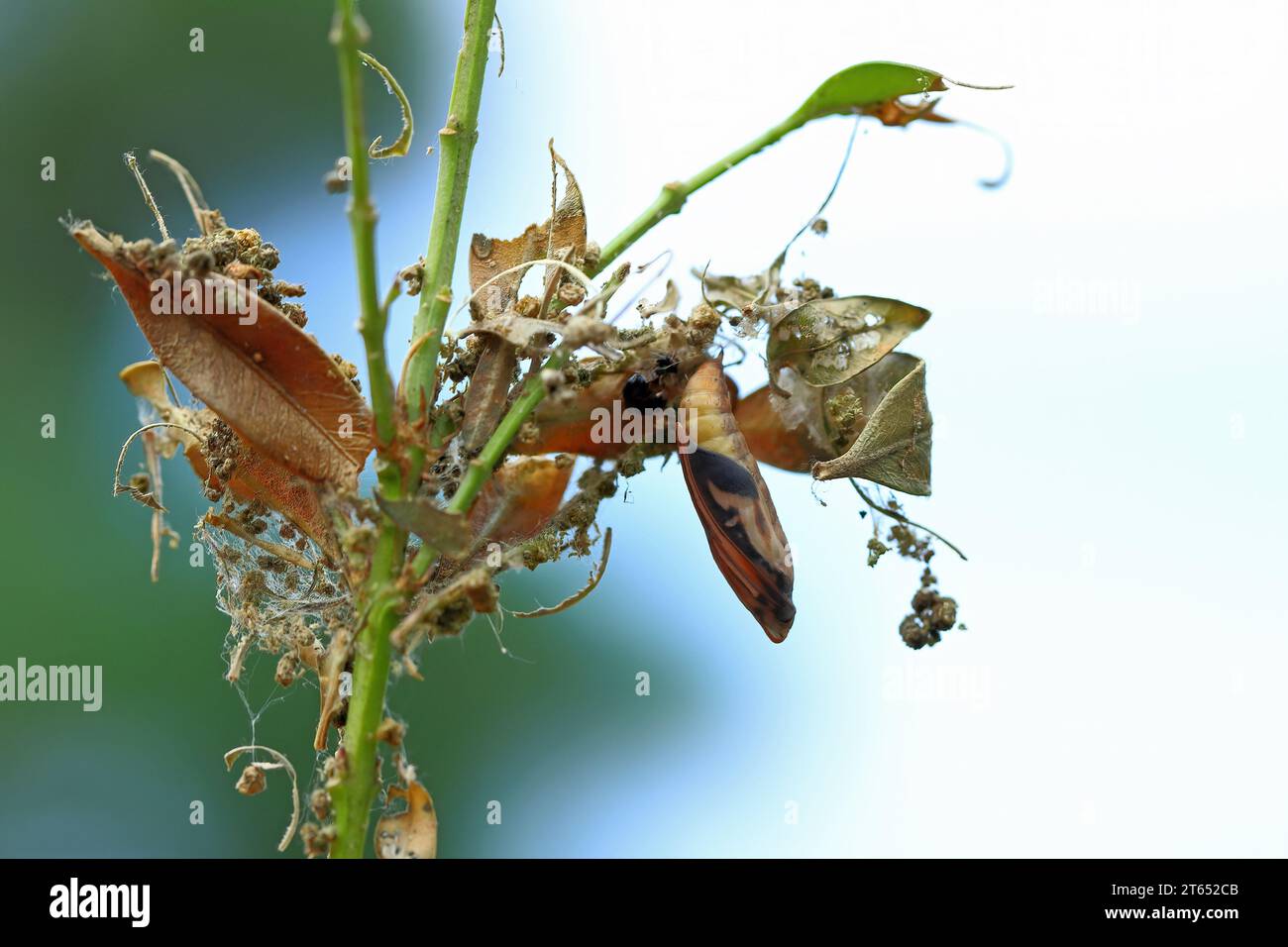 Pupa of the box tree moth - Cydalima perspectalis in nature. It is an ...
