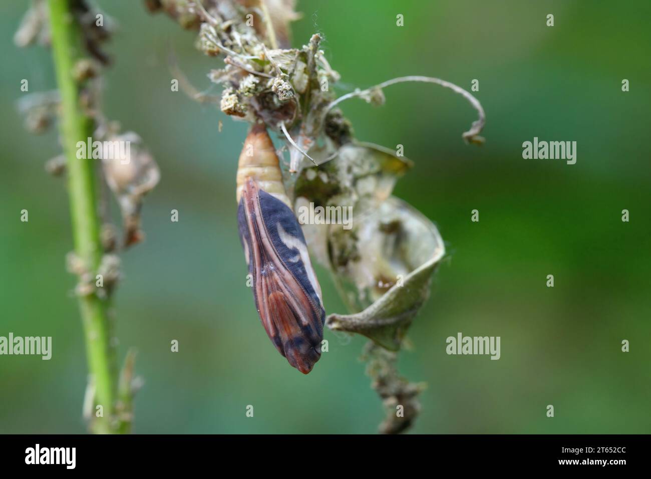 Pupa of the box tree moth - Cydalima perspectalis in nature. It is an ...