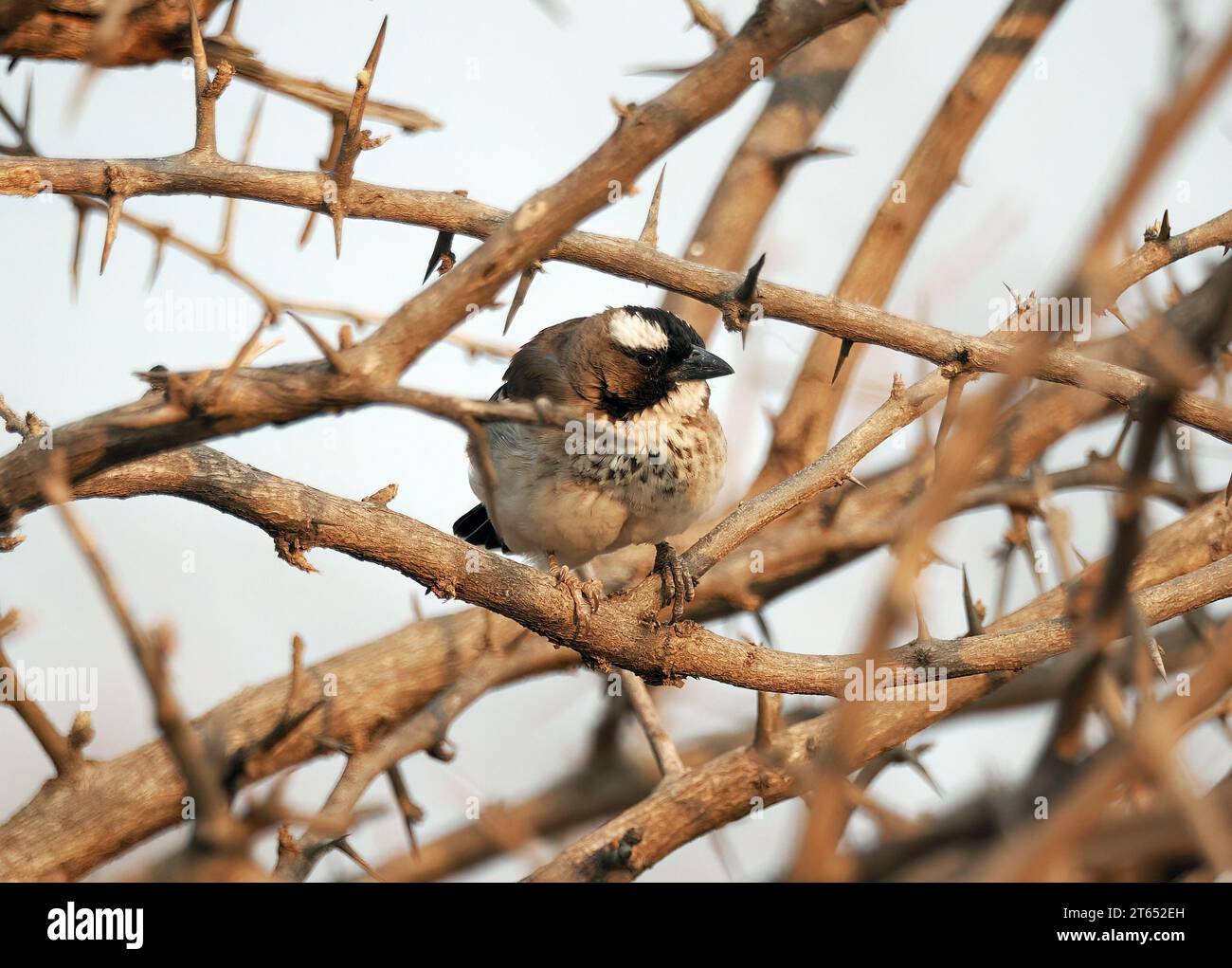 White-browed sparrow-weaver, Weißbrauenweber, Mahali à sourcils blancs ...