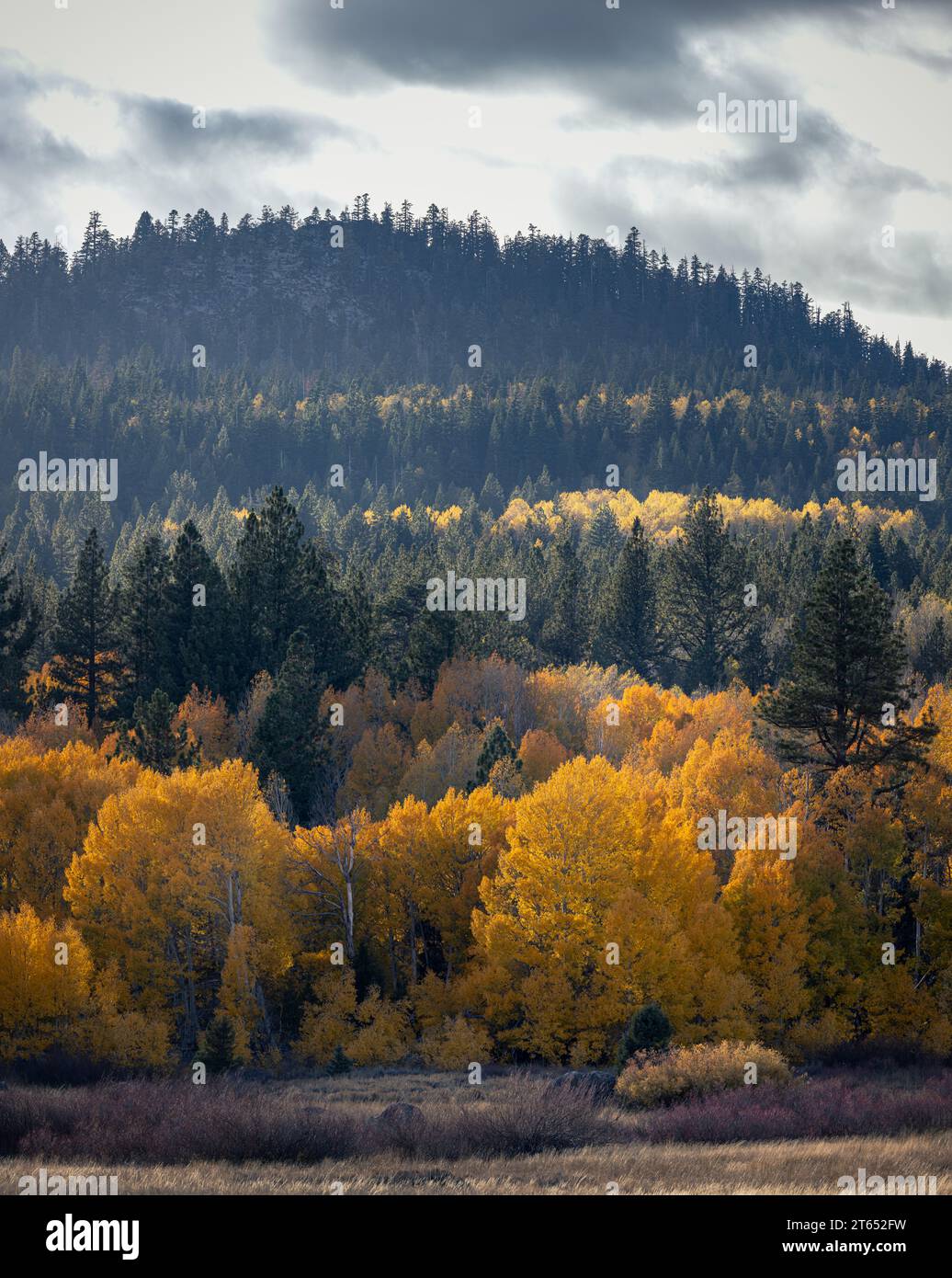 Vertical panorama of the Fall color peak in Hope Valley California ...