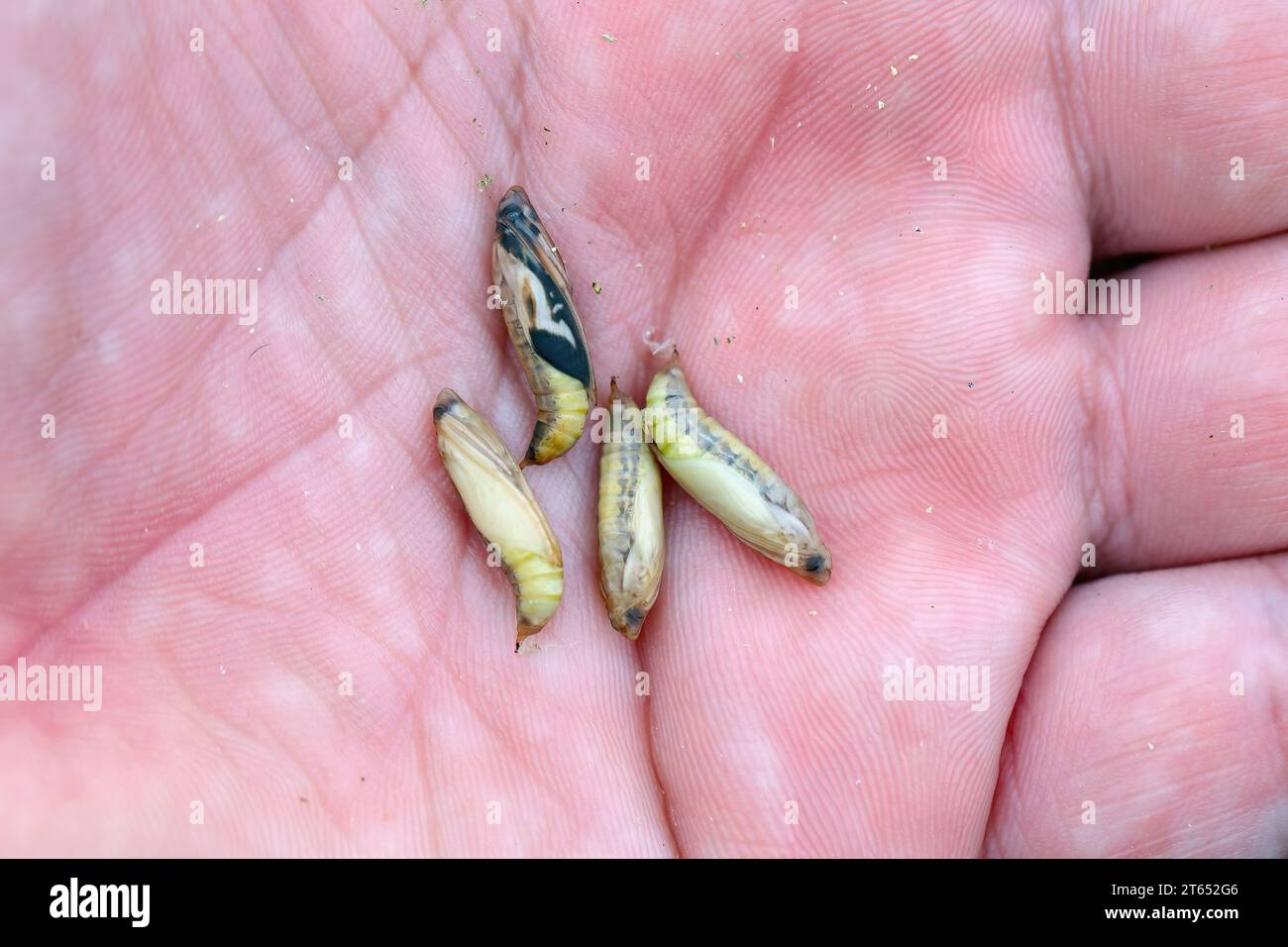 Pupa of the box tree moth - Cydalima perspectalis in nature. It is an ...