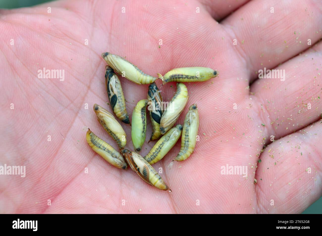 Pupa of the box tree moth - Cydalima perspectalis in nature. It is an ...