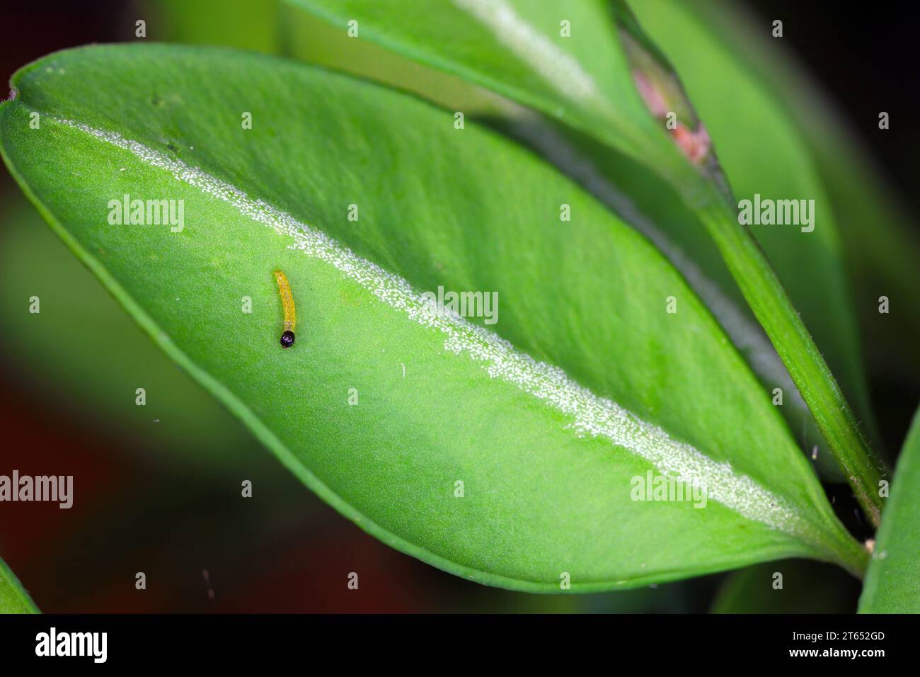 Box tree moth (Cydalima perspectalis). Caterpillars just released from ...