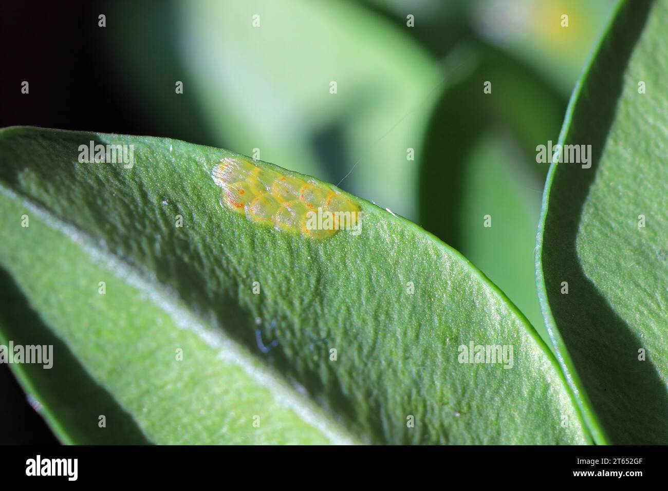 Box tree moth (Cydalima perspectalis). Egg, eggs deposit on the leaf of ...