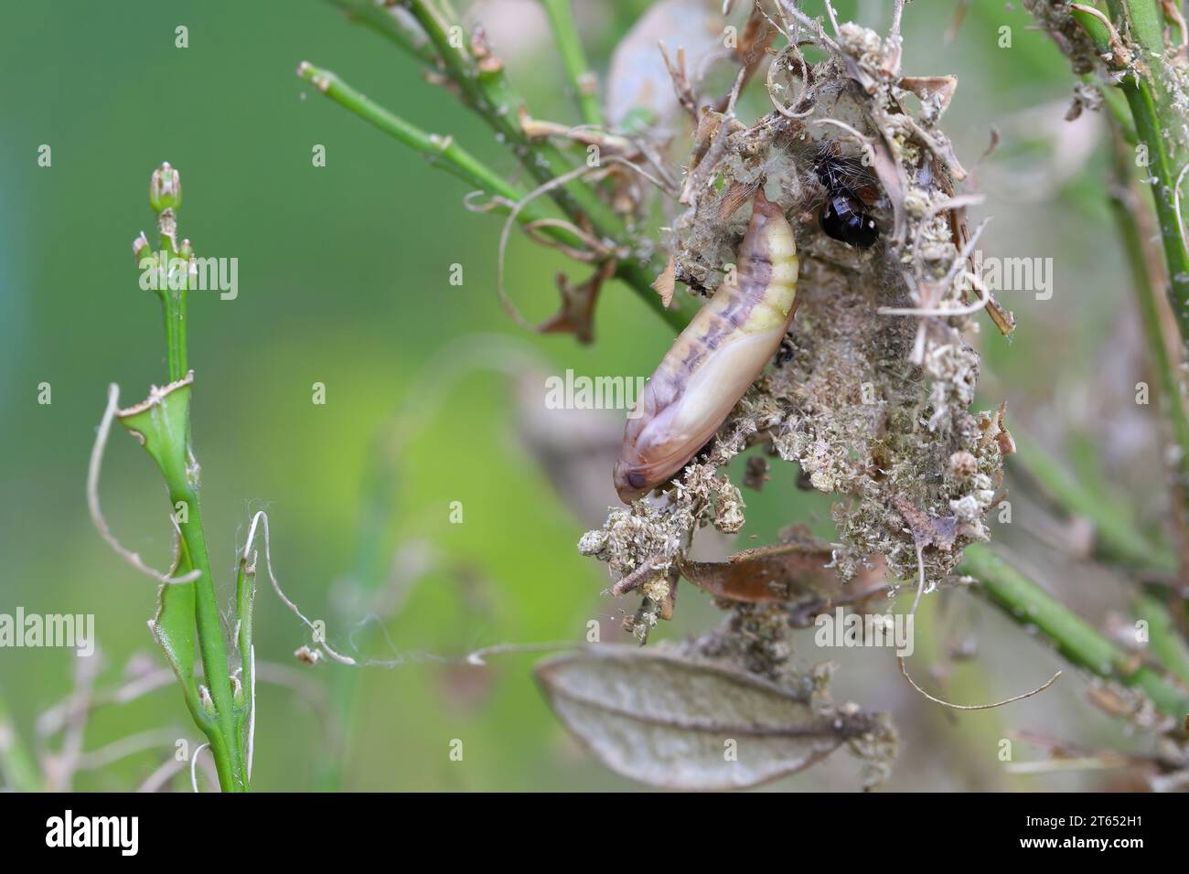 Pupa of the box tree moth - Cydalima perspectalis in nature. It is an ...