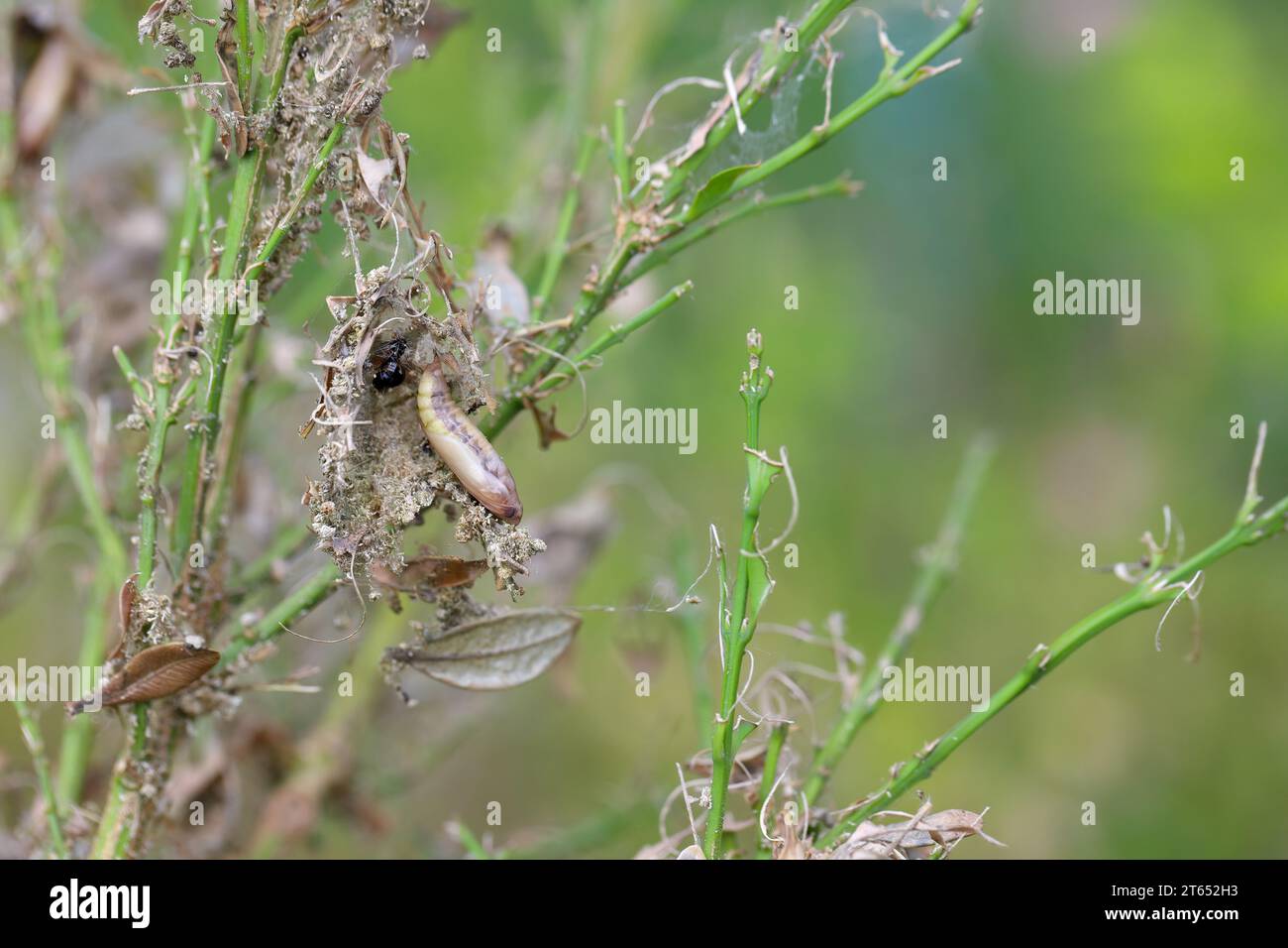 Pupa of the box tree moth - Cydalima perspectalis in nature. It is an ...