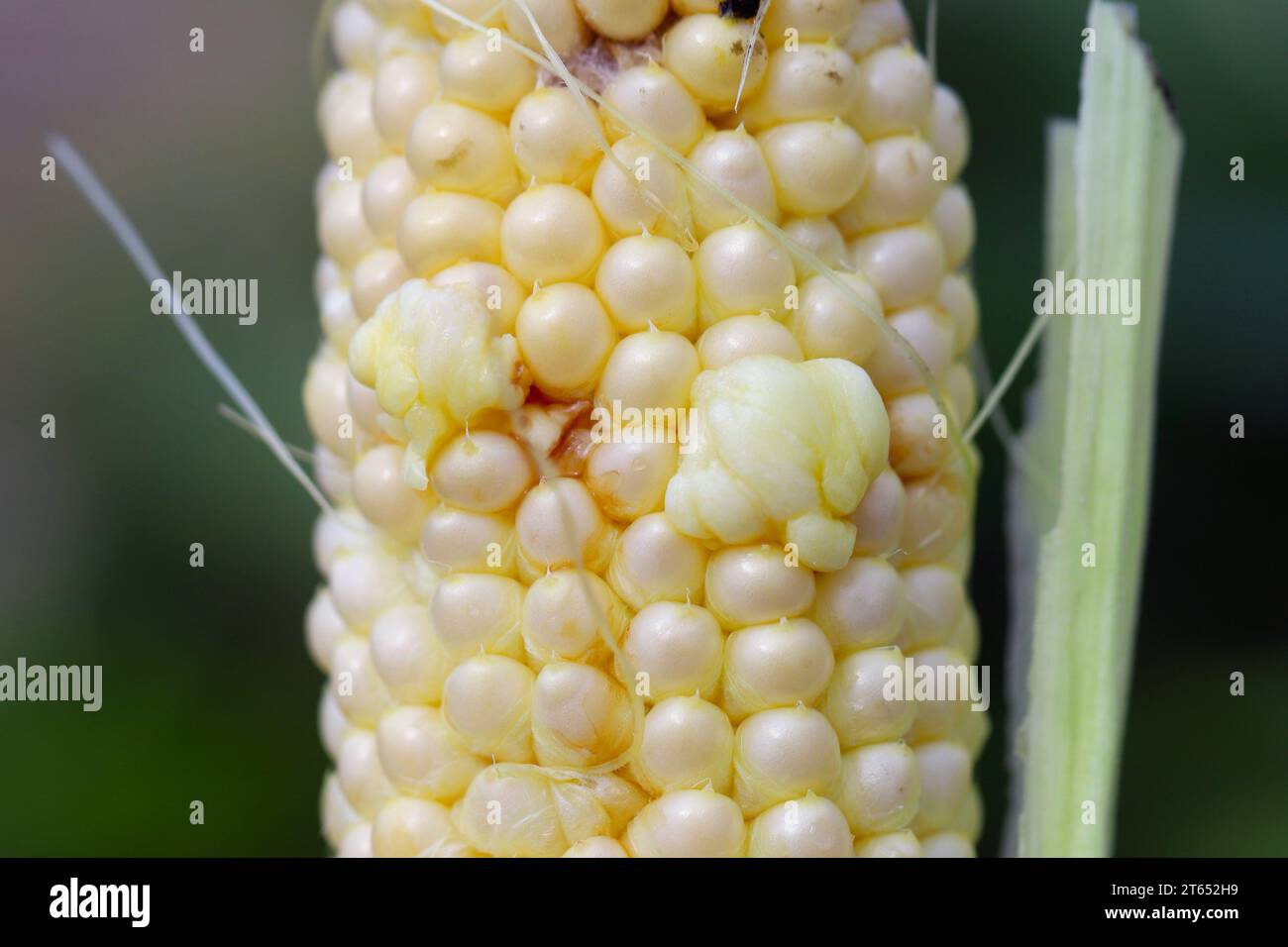 Corn smut (Ustilago maydis) is a fungus parasite of corn. Is an edible ...