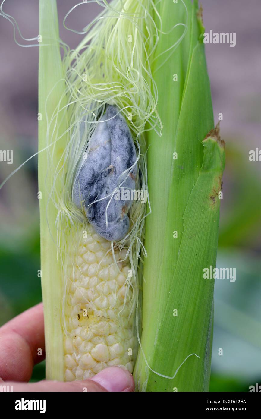 Corn smut. Ustilago maydis disease. Corn cob infected with corn smut ...
