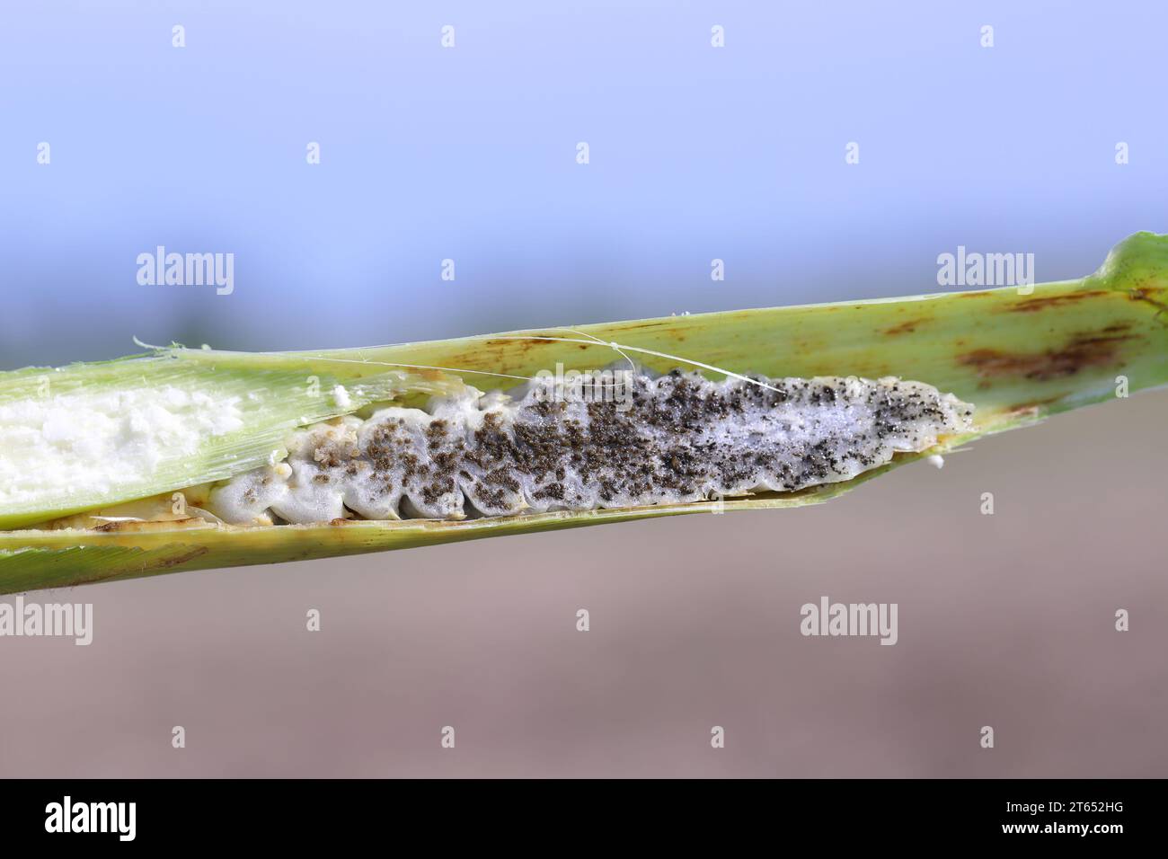 Corn smut (Ustilago maydis) is a fungus parasite of corn. Is an edible ...