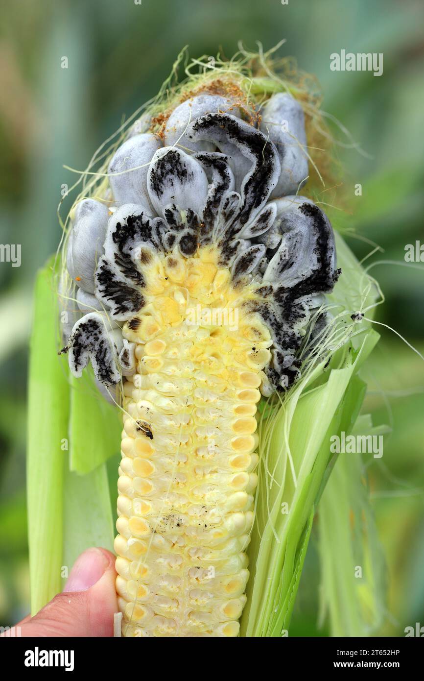 Corn cross section hi-res stock photography and images - Alamy