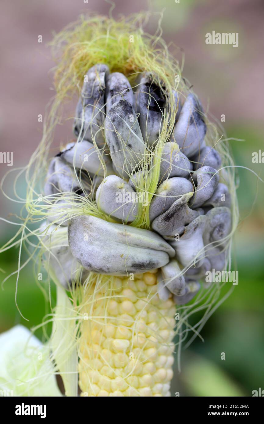 Corn smut. Ustilago maydis disease. Corn cob infected with corn smut ...
