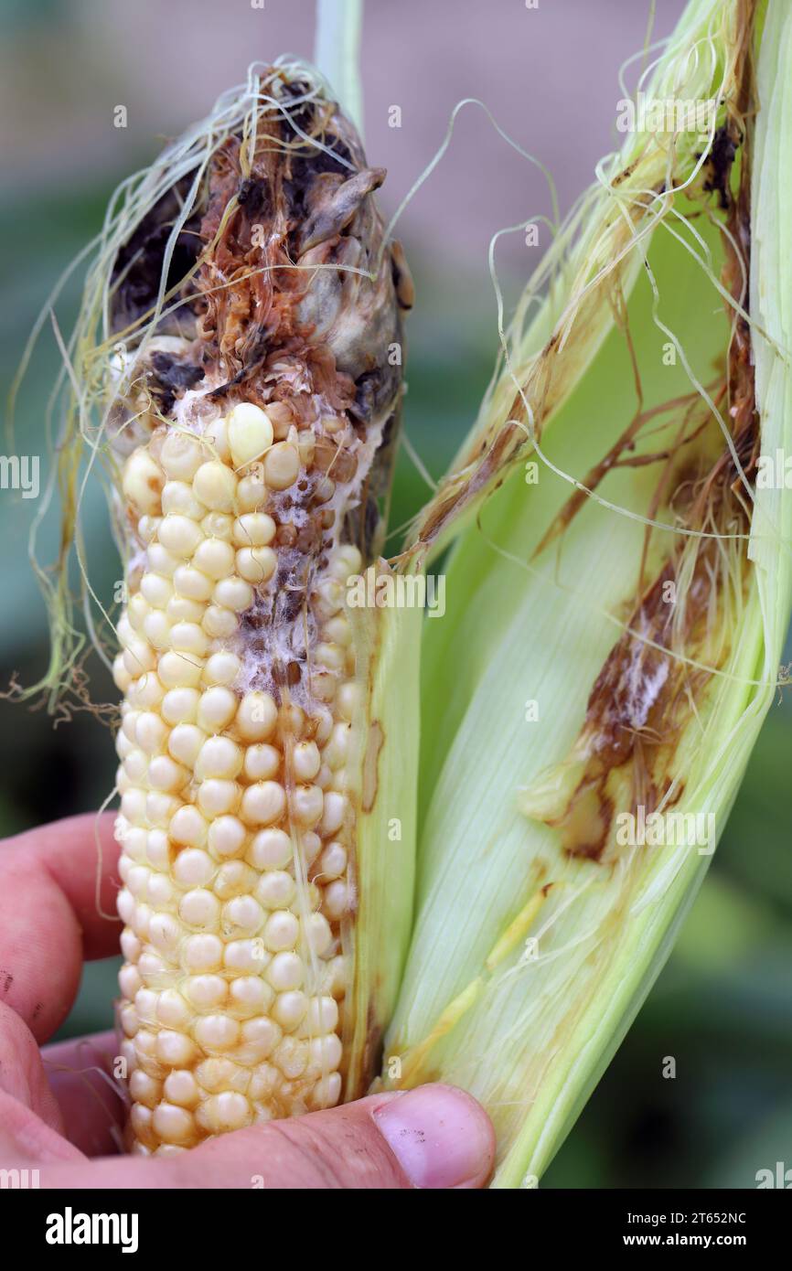 Corn smut. Ustilago maydis disease. Corn cob infected with corn smut ...