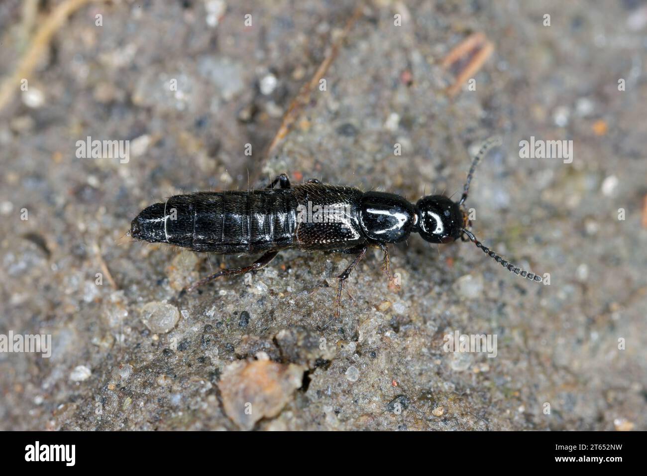 A tiny beetle from the Rove beetle (Staphylinidae) family. Common in ...