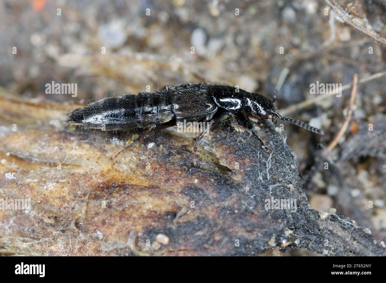 A tiny beetle from the Rove beetle (Staphylinidae) family. Common in ...