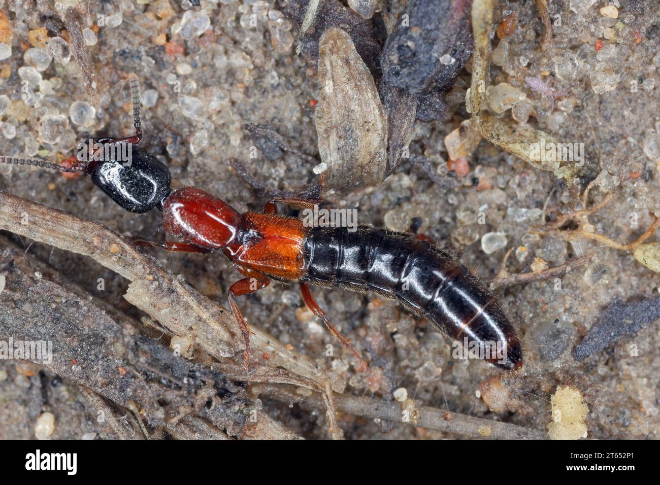 A tiny beetle from the Rove beetle (Staphylinidae) family. Common in ...