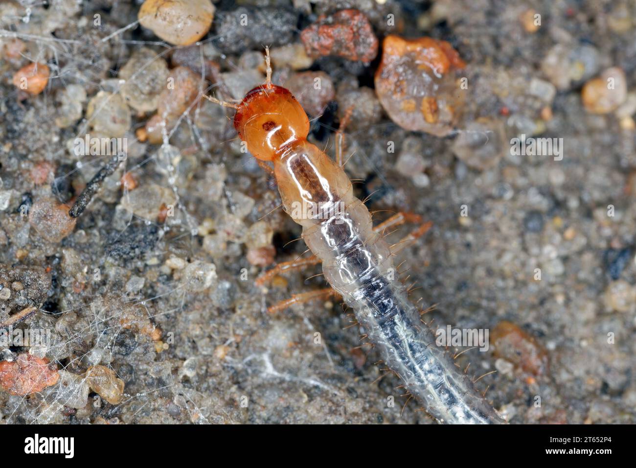 A larva of tiny beetle from the Rove beetle (Staphylinidae) family ...
