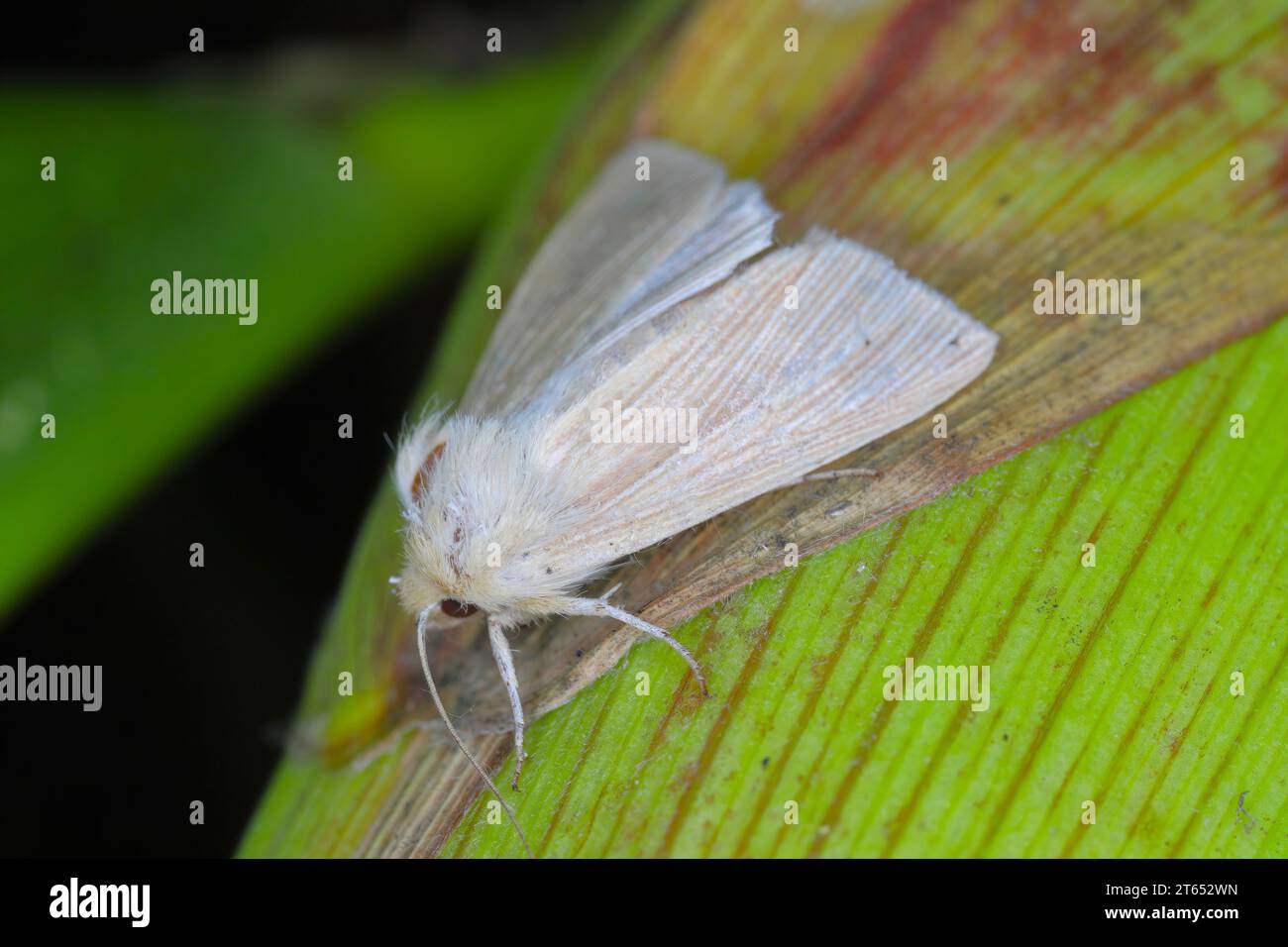 Common Wainscot Mythimna pallens at rest on maize, corn Stock Photo - Alamy