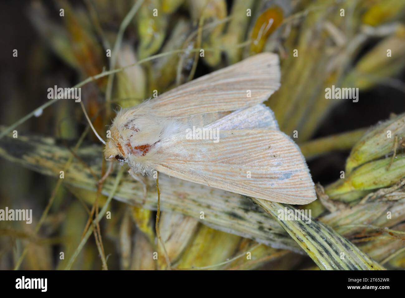 Common Wainscot Mythimna pallens at rest on maize, corn Stock Photo - Alamy