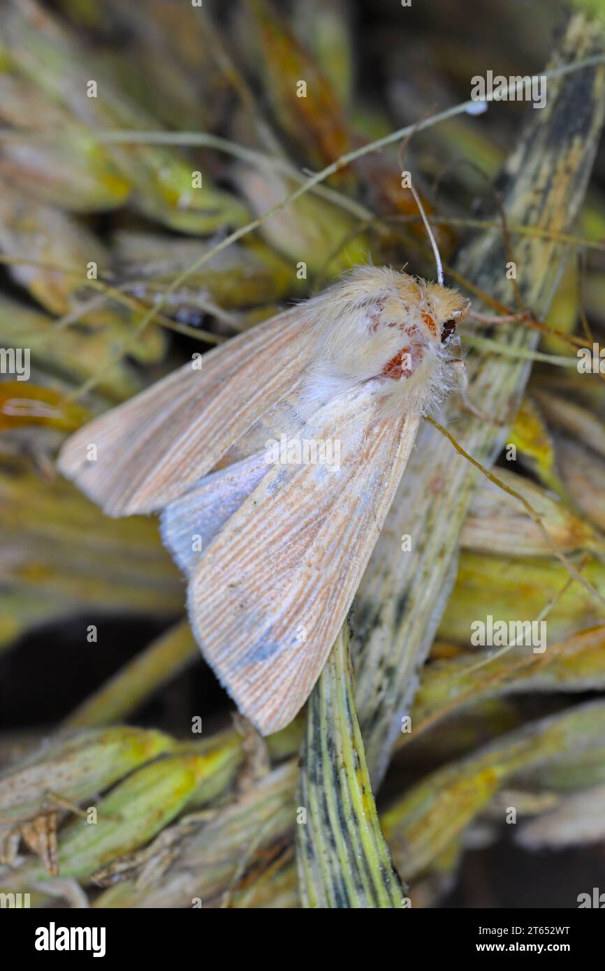 Common Wainscot Mythimna pallens at rest on maize, corn Stock Photo - Alamy