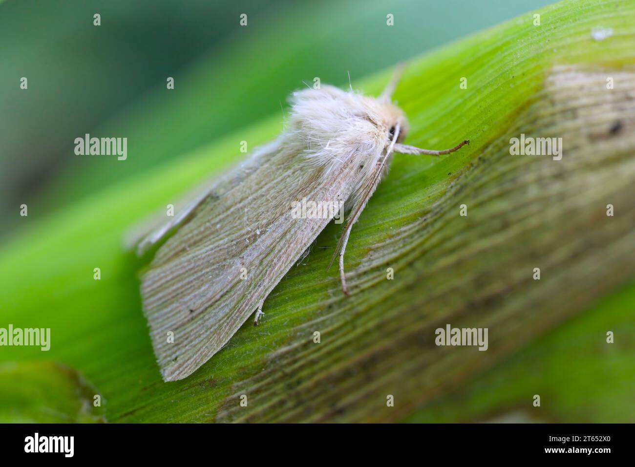 Common Wainscot Mythimna pallens at rest on maize, corn Stock Photo - Alamy