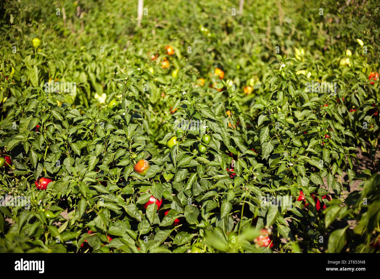 Field with pepper fruits, big harvest Stock Photo - Alamy