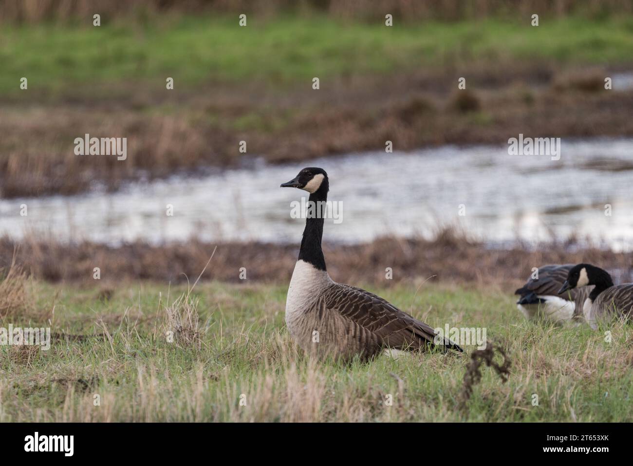 A standing Canada Goose (Branta canadensis) at Blue House Farm, Essex ...