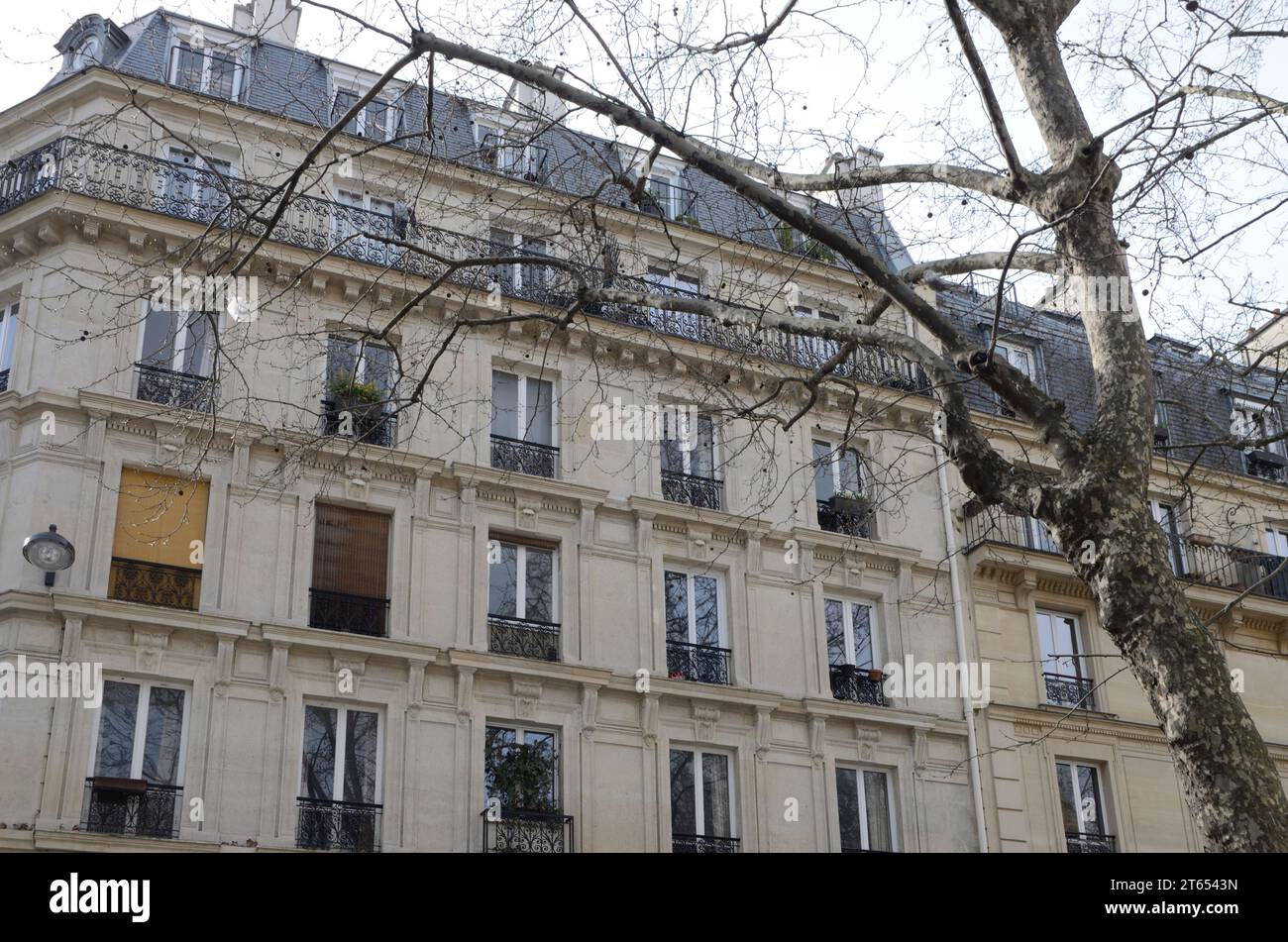 Tree without leaves in front of typical residential building in Paris ...