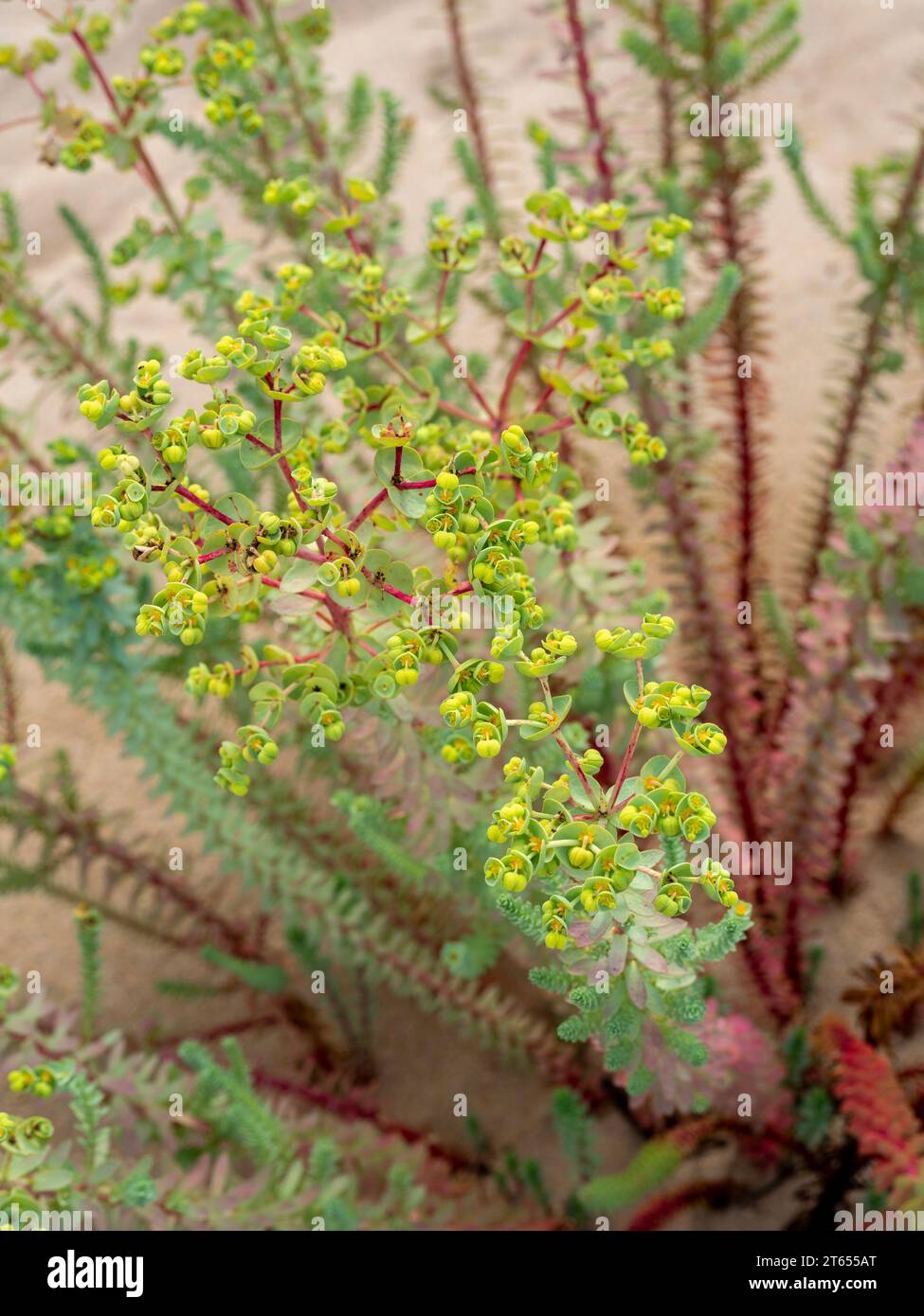 Sea Spurge (Euphorbia paralias) isolated in the sand of a beach with ...