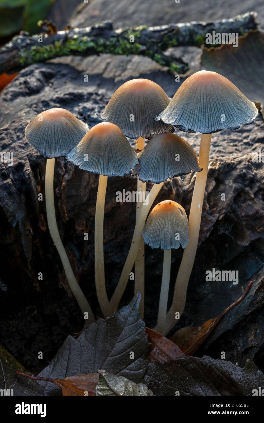 Mica cap / glistening inky cap / shiny cap (Coprinellus micaceus ...
